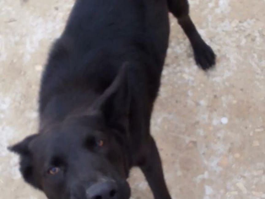 Потерялся пес