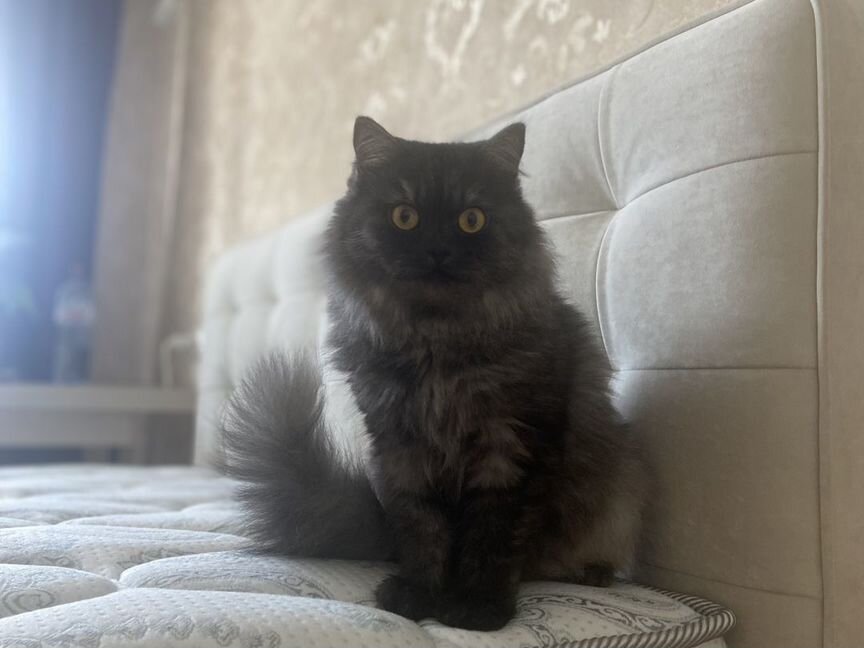 Настоящая сибирская кошка