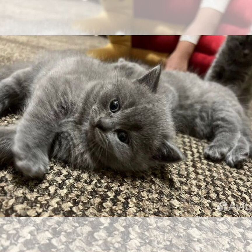 Шотландские котята