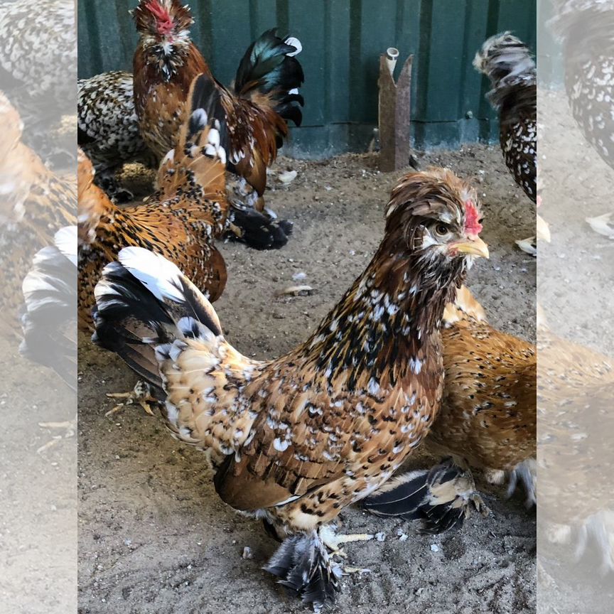 Алтайская Бентамка