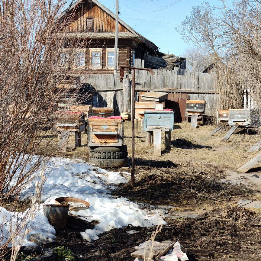 Пчелы вместе с ульями