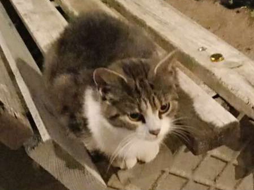 Кошка в дар