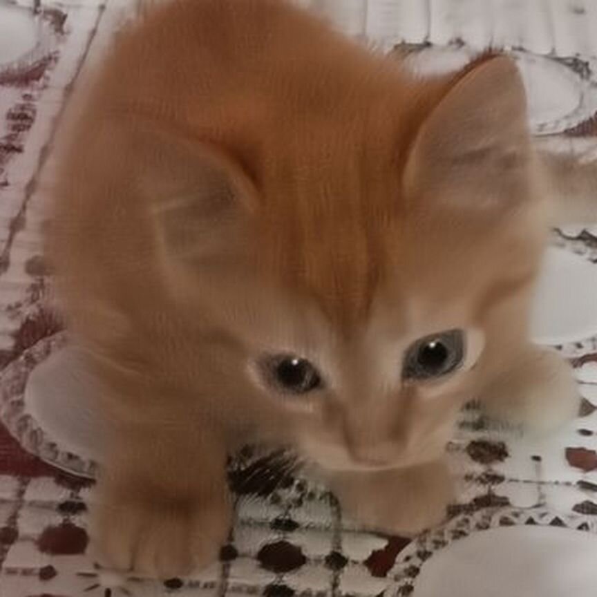 Котята в добрые руки бесплатно мальчик