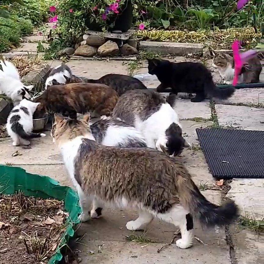 Кошки в добрые руки