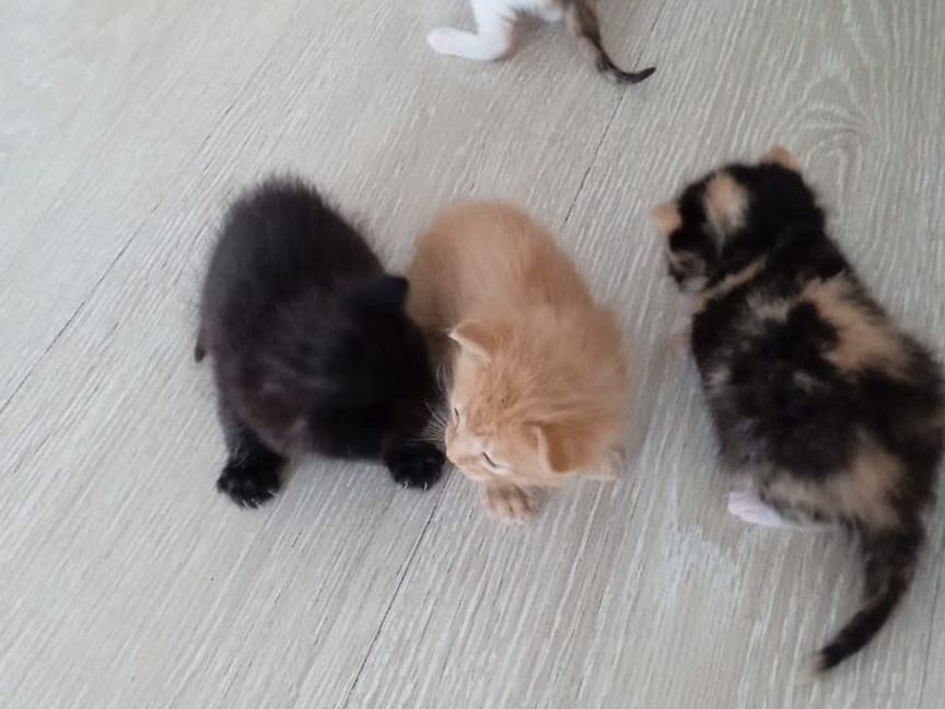 Котята в добрые руки