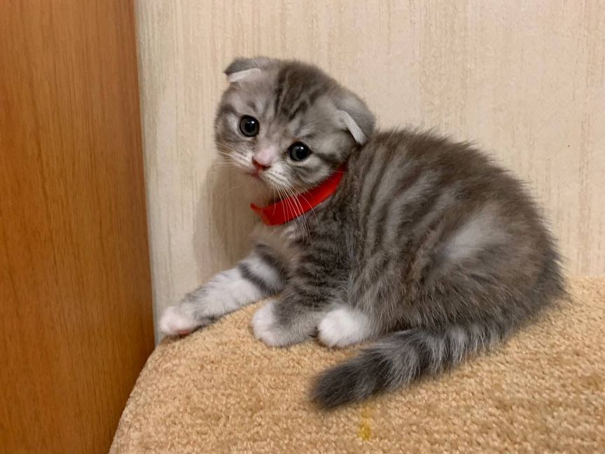 Шотландская котята