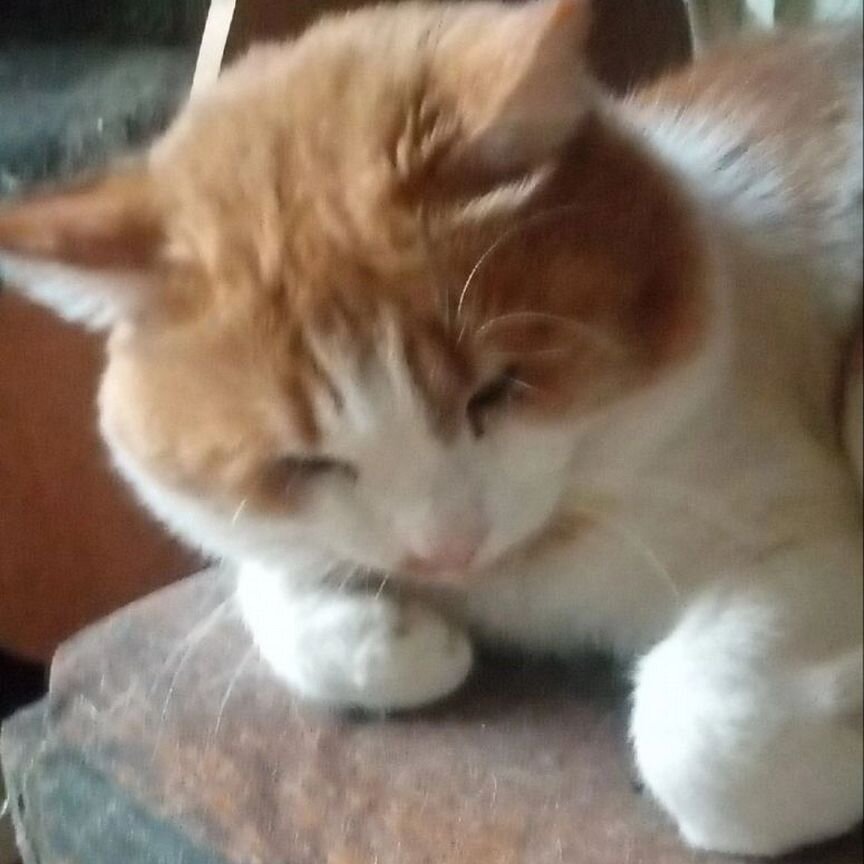 Котеечки не хотят на улицу
