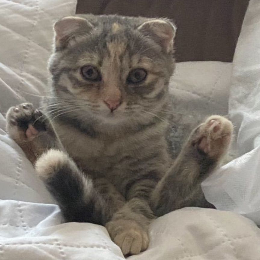 Шотландский вислоухий короткошёрстный котёнок