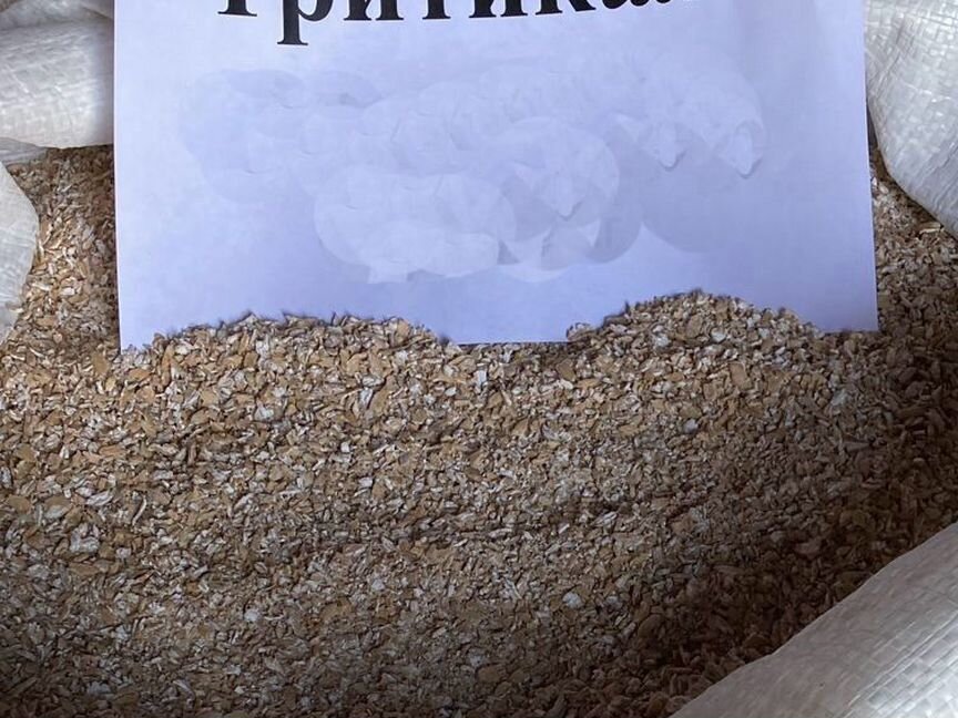 Тритикале плющеный