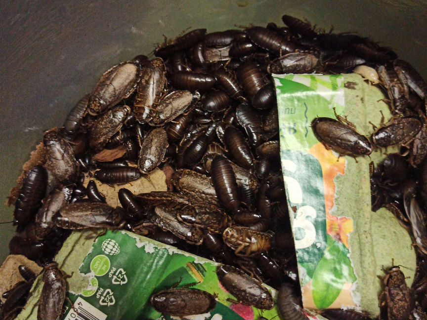 Мраморный таракан