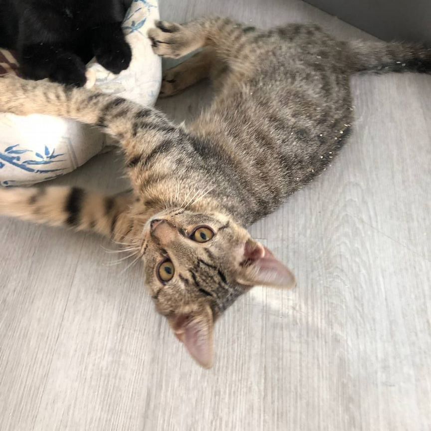 Котёнок Патрик