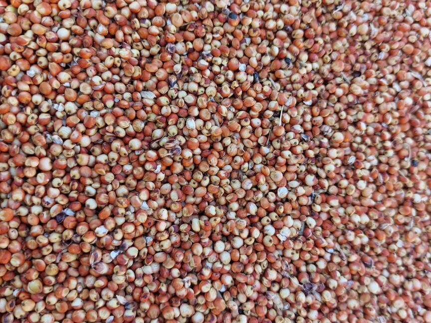 Сорго красное