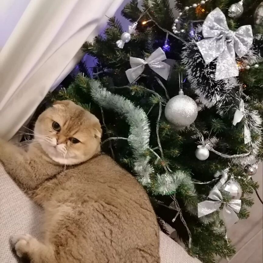 Шотландский вислоухий кот