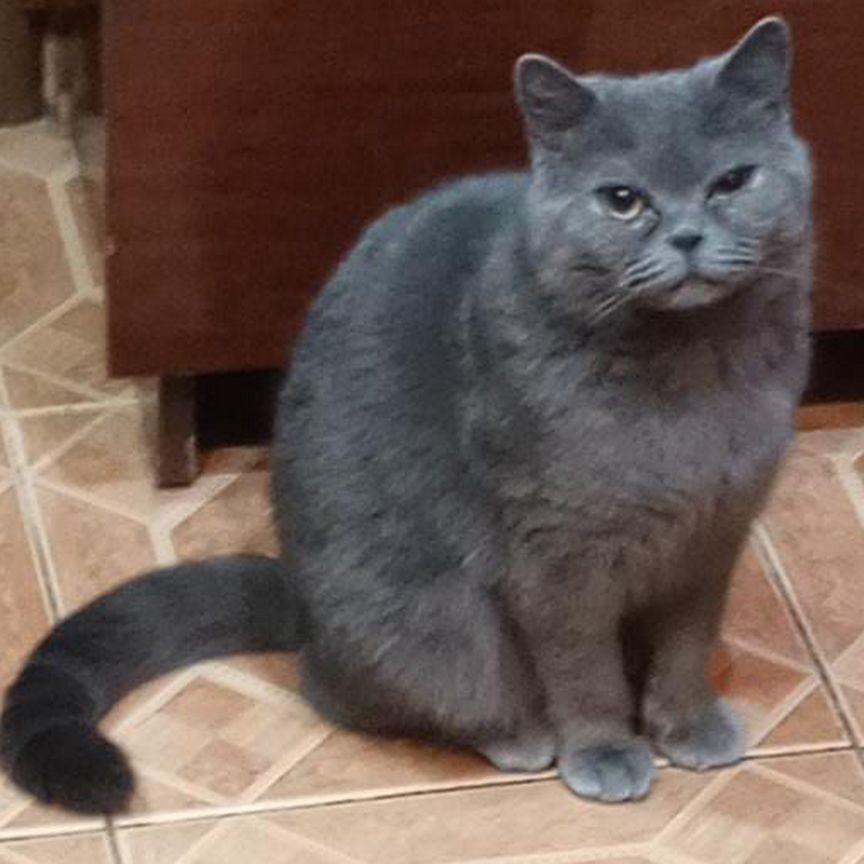 Нужен рыжий котик для вязки
