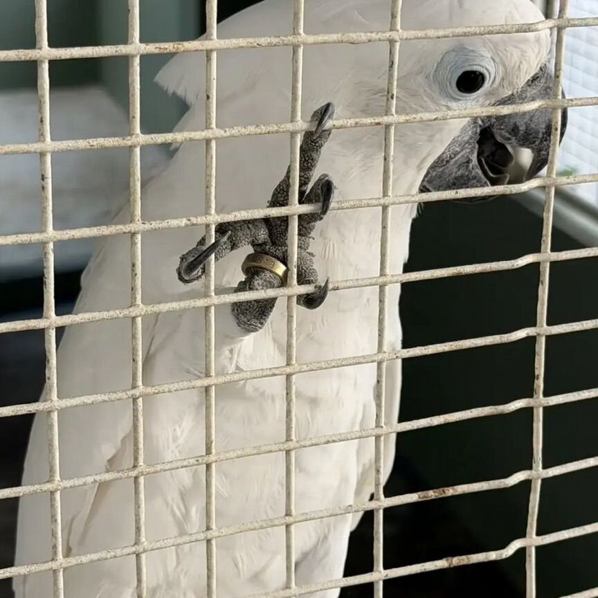 Спасаю и выкупаю кладки экзотических попугаев