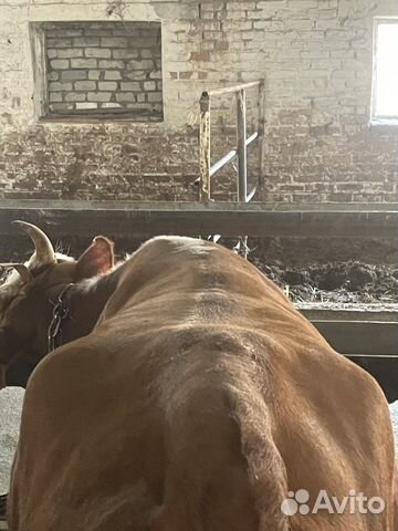 Телки на мясо