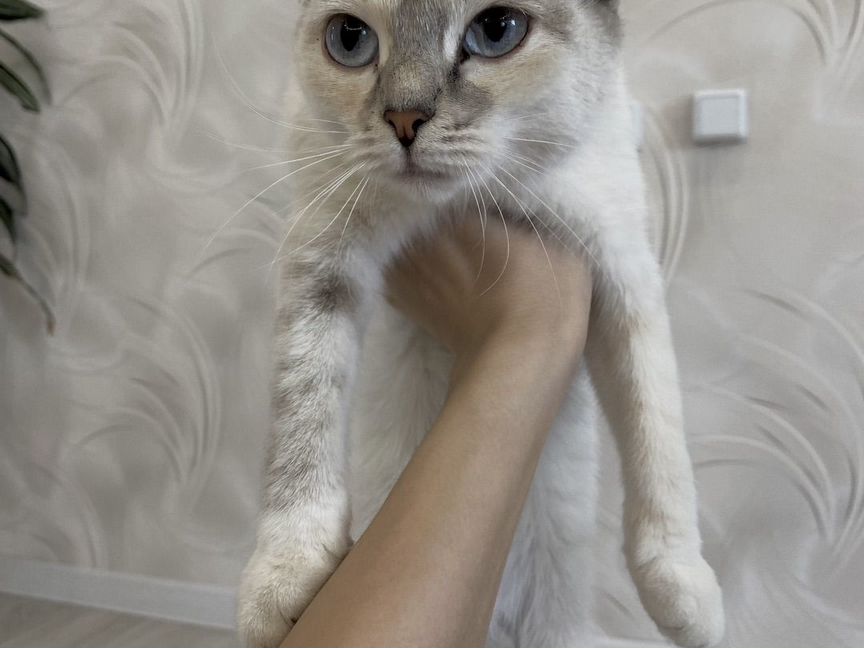 Шотландская вислоухая кошка