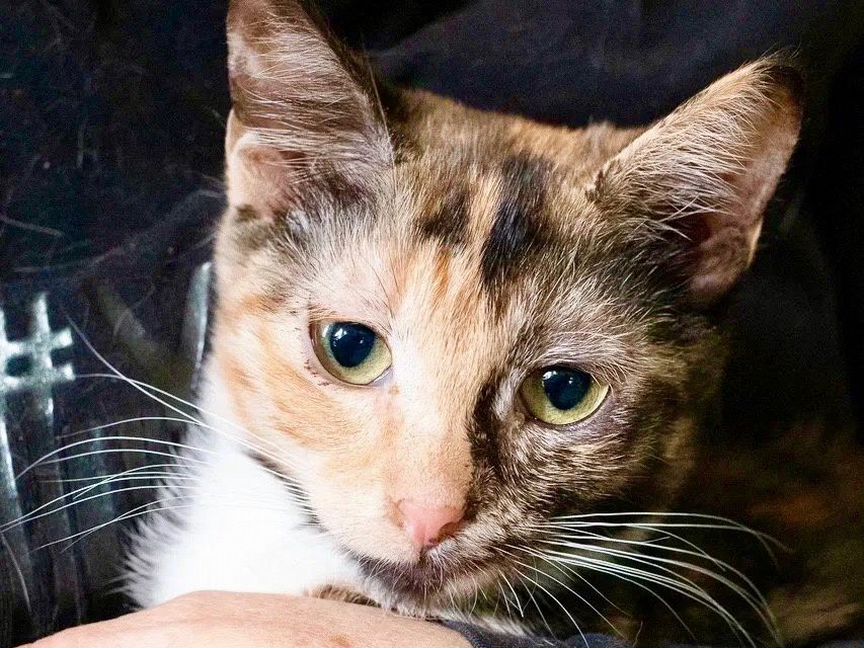 Мила – трехцветная радость в поисках дома