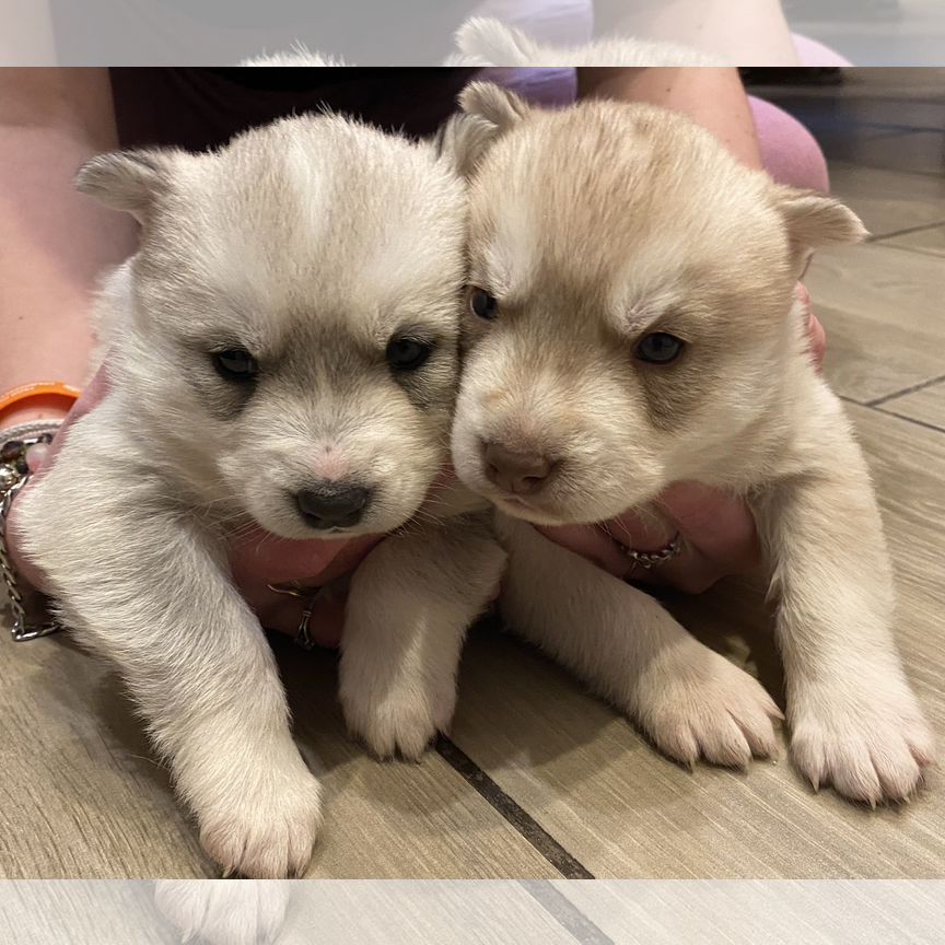 Сибирский хаски, щенок