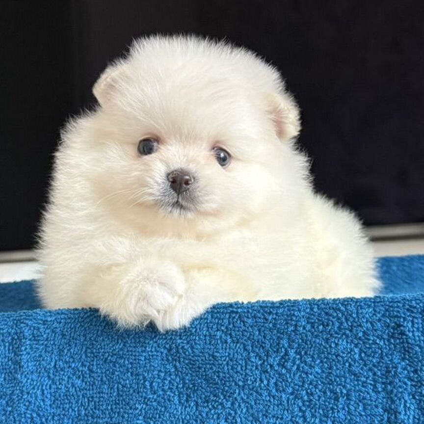 Померанский шпиц, щенок