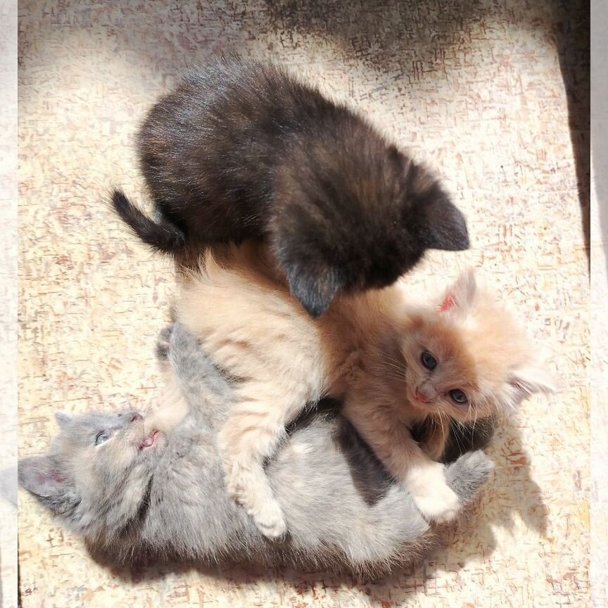 Котёнок в добрые руки