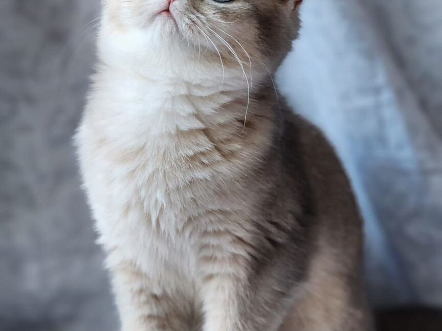 Британская шиншилла