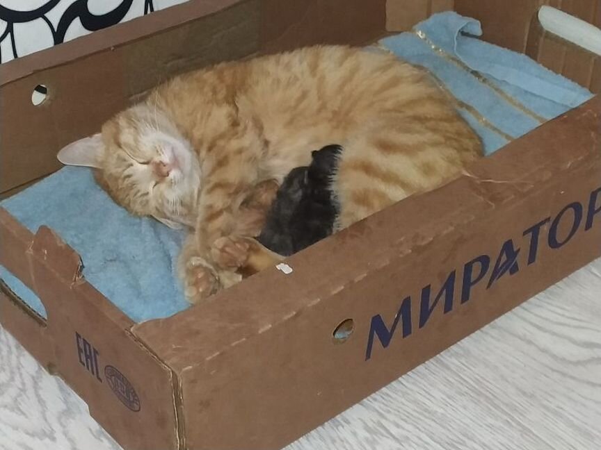 Котята