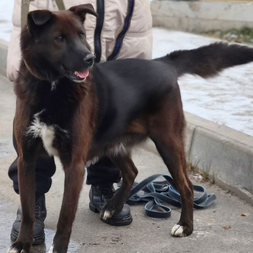 Взрослая собака в добрые руки