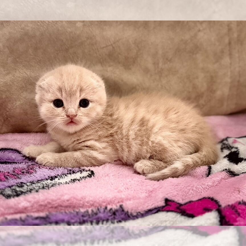 Шотландский вислоухий короткошёрстный котёнок