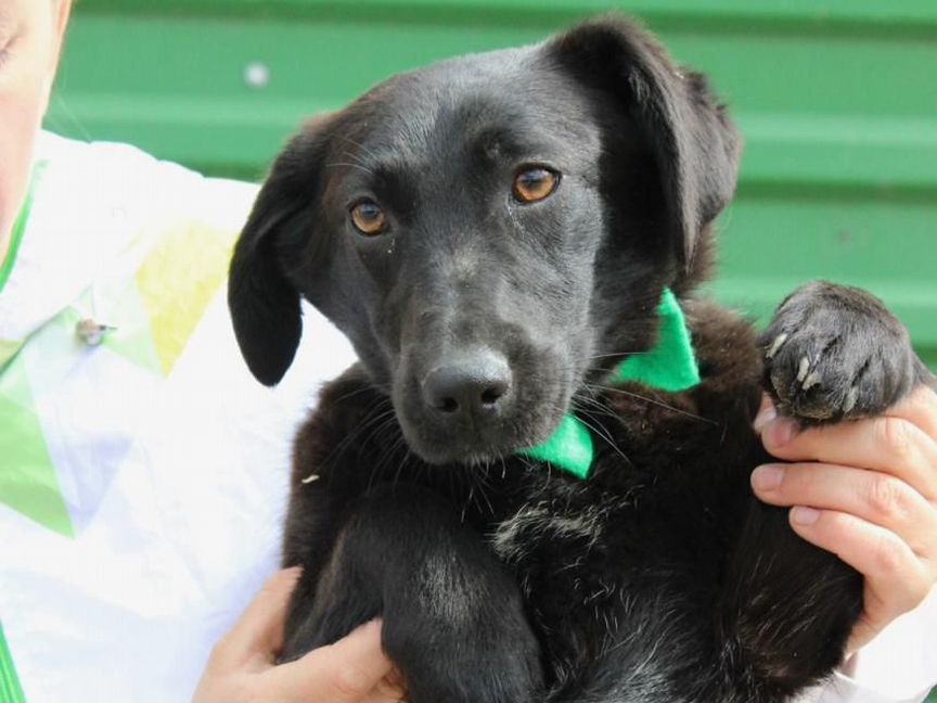 Небольшая молоденькая собачка Бусинка