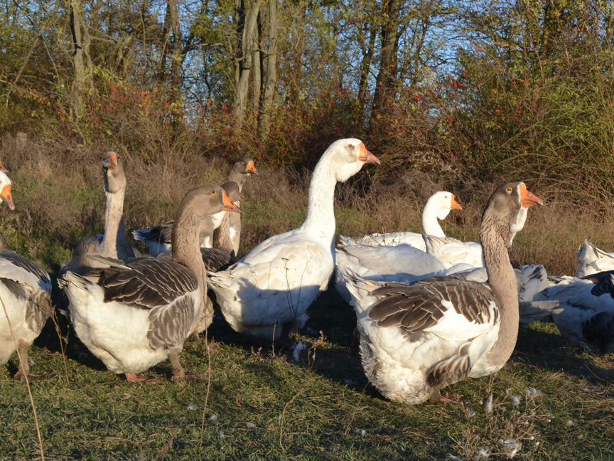 Гусь Холмогоры гуси