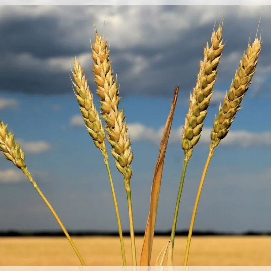 Овес/Пшеница/дробленка