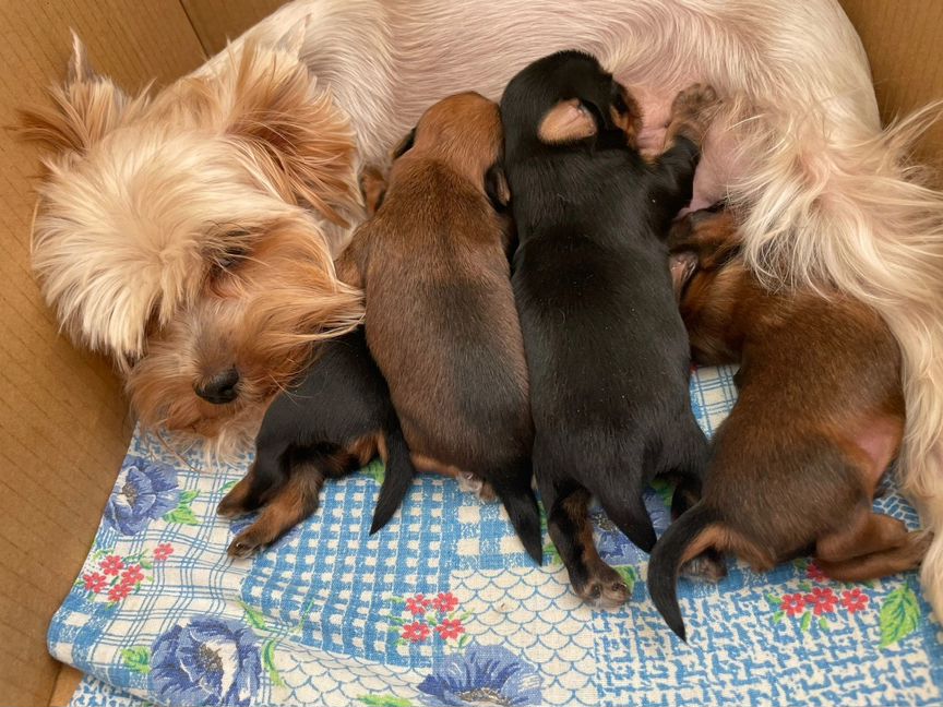 Золотые мини йорки