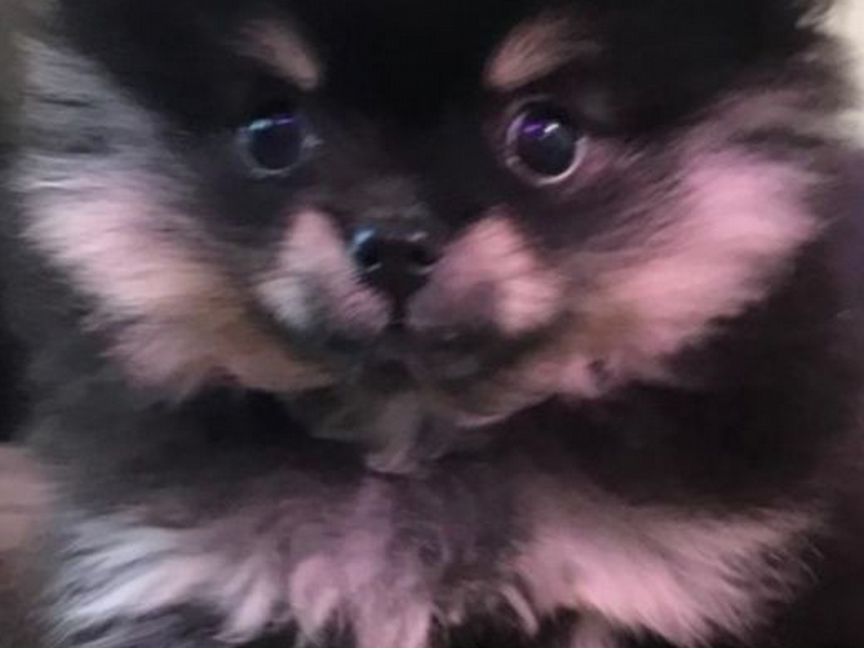 Щенки шпица