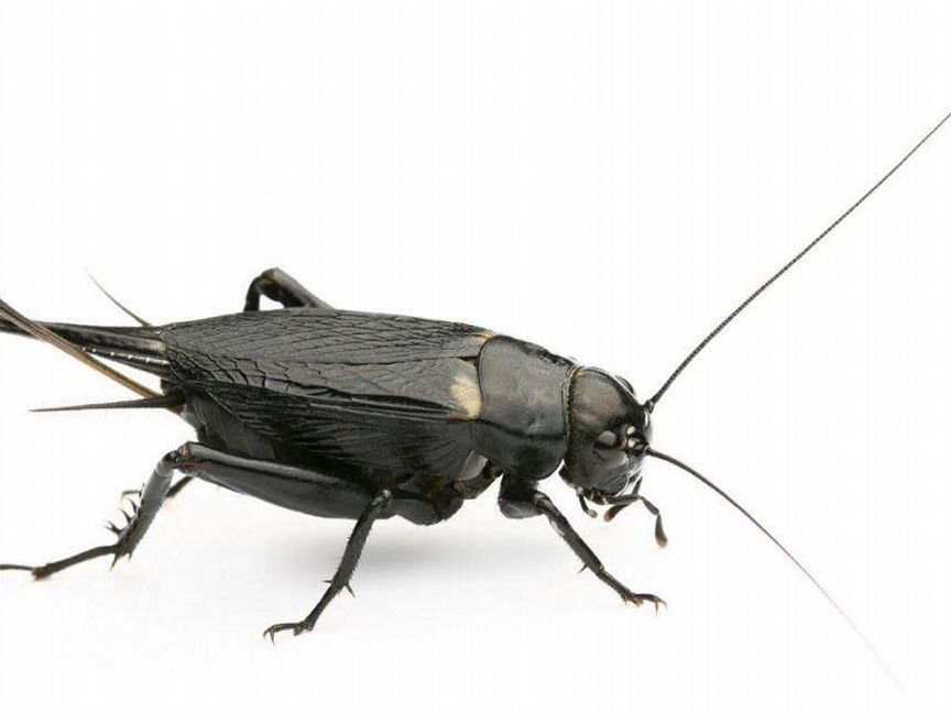 Корм для стрижей