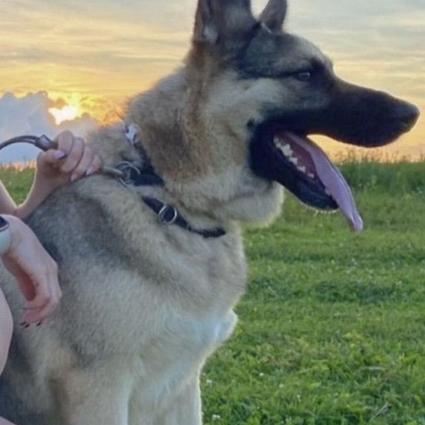 Сторожевой пес