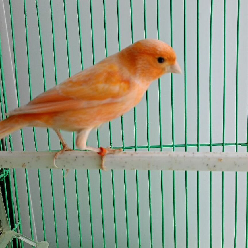 Кенара и канарейки