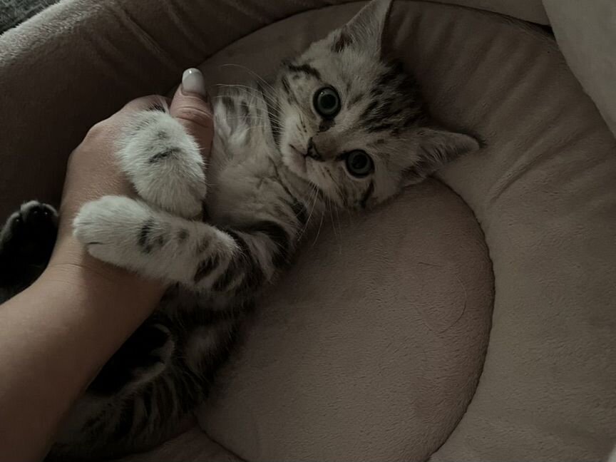 Британская кошка