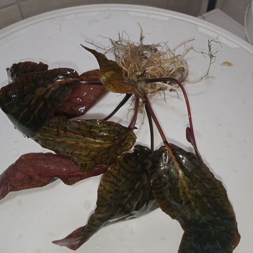 Продаются аквариумные растения