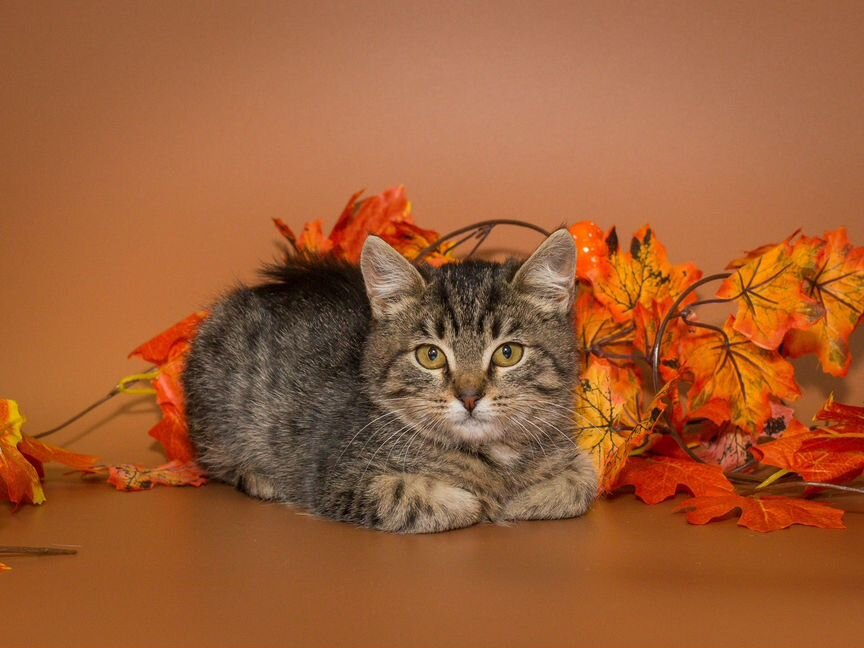 Котенок Кекс 2,5 мес