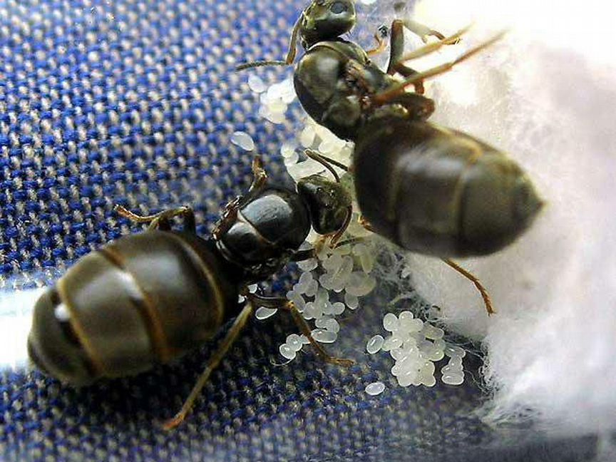 Муравьи вида Lasius niger
