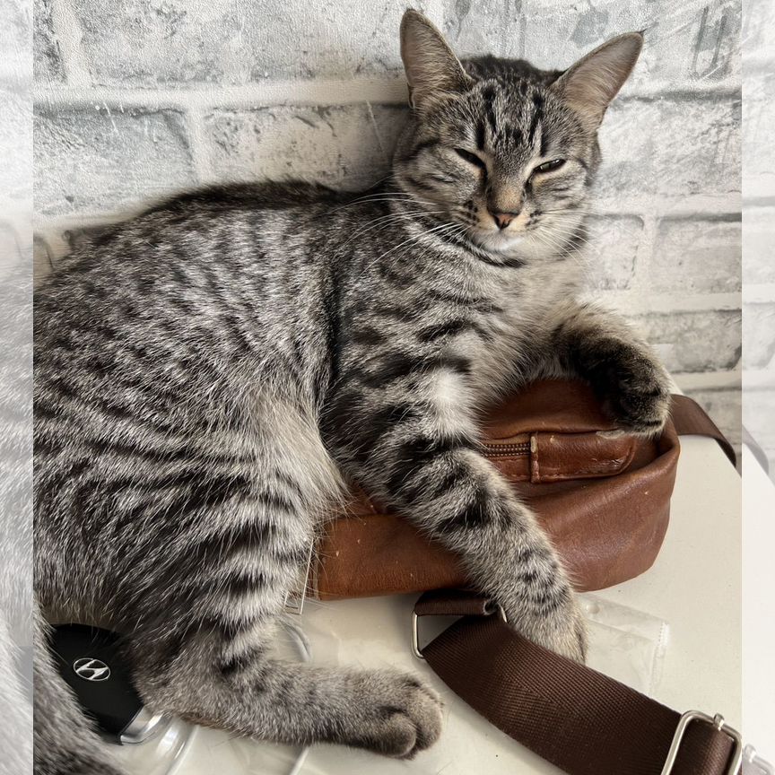 Сибирский котёнок