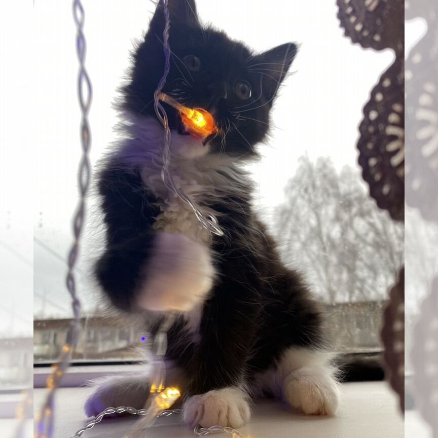 Кошки бесплатно
