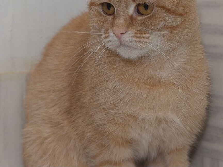 Котик подросток 5 месяцев