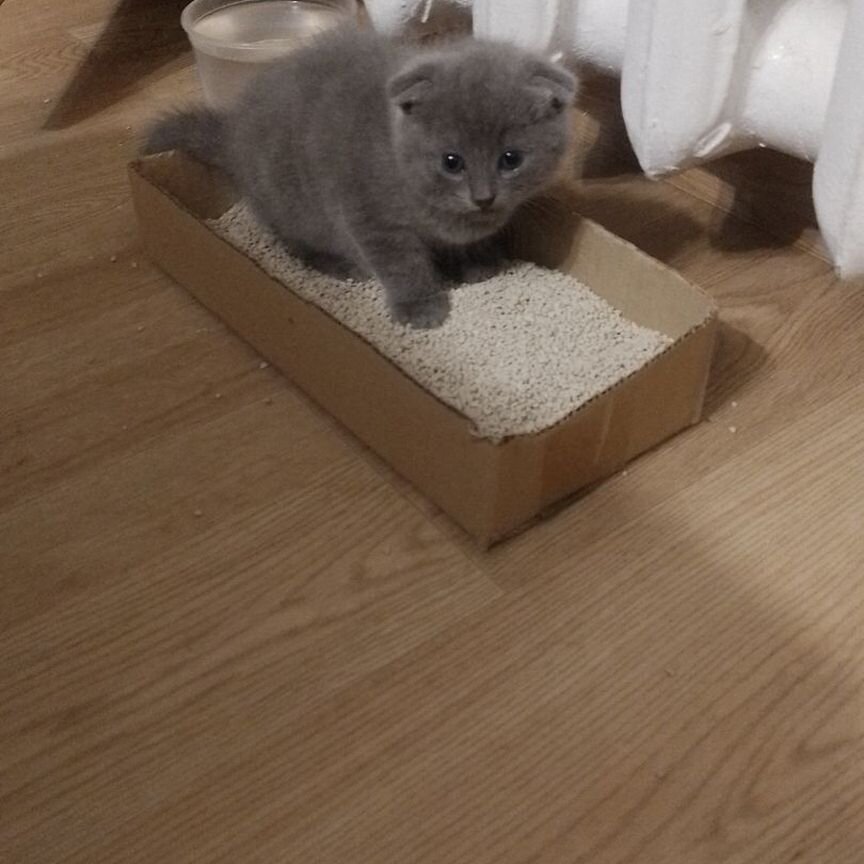 Вислоухий котенок