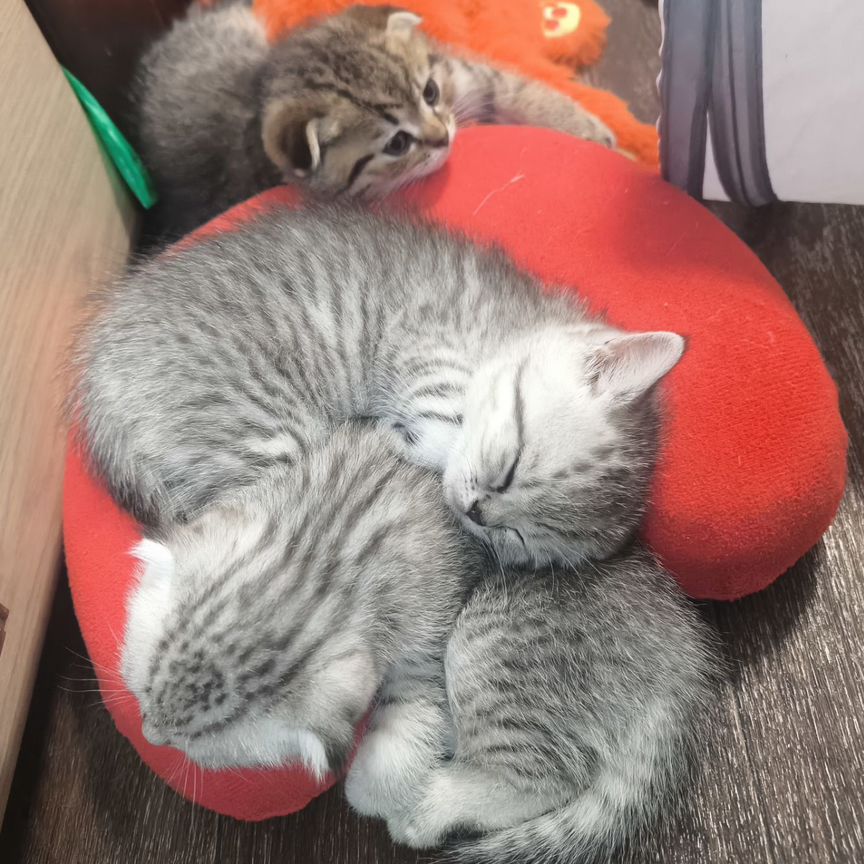 Шотландский вислоухий длинношёрстный котёнок