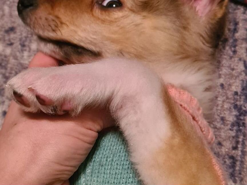 Маленькая собачка бесплатно