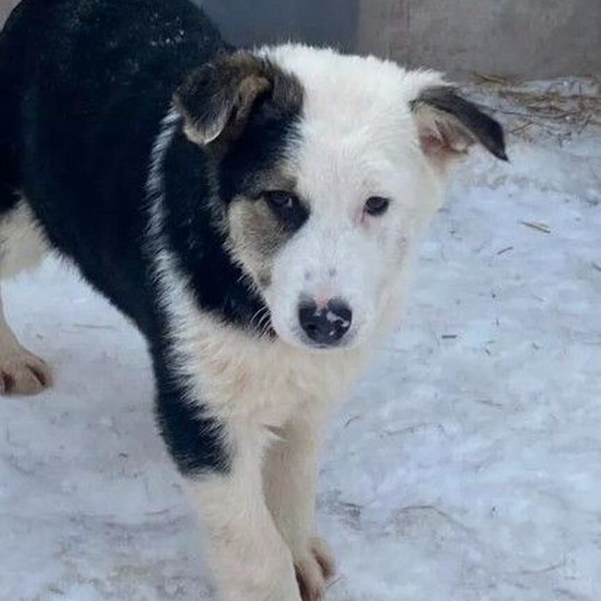 Нереальной красоты бутуз