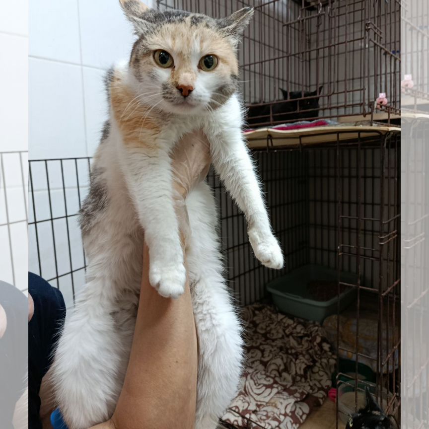 Взрослая кошка в добрые руки