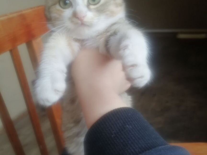 Найдена кошечка